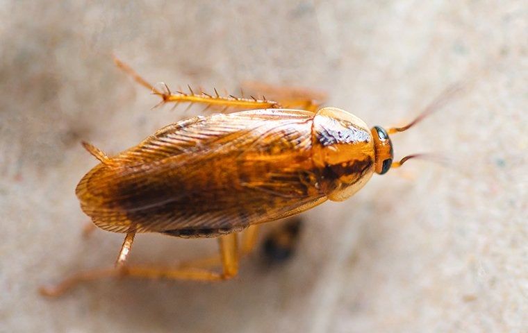 How To Get Rid Of Cockroaches: A Comprehensive Guide For Sonoma County ...